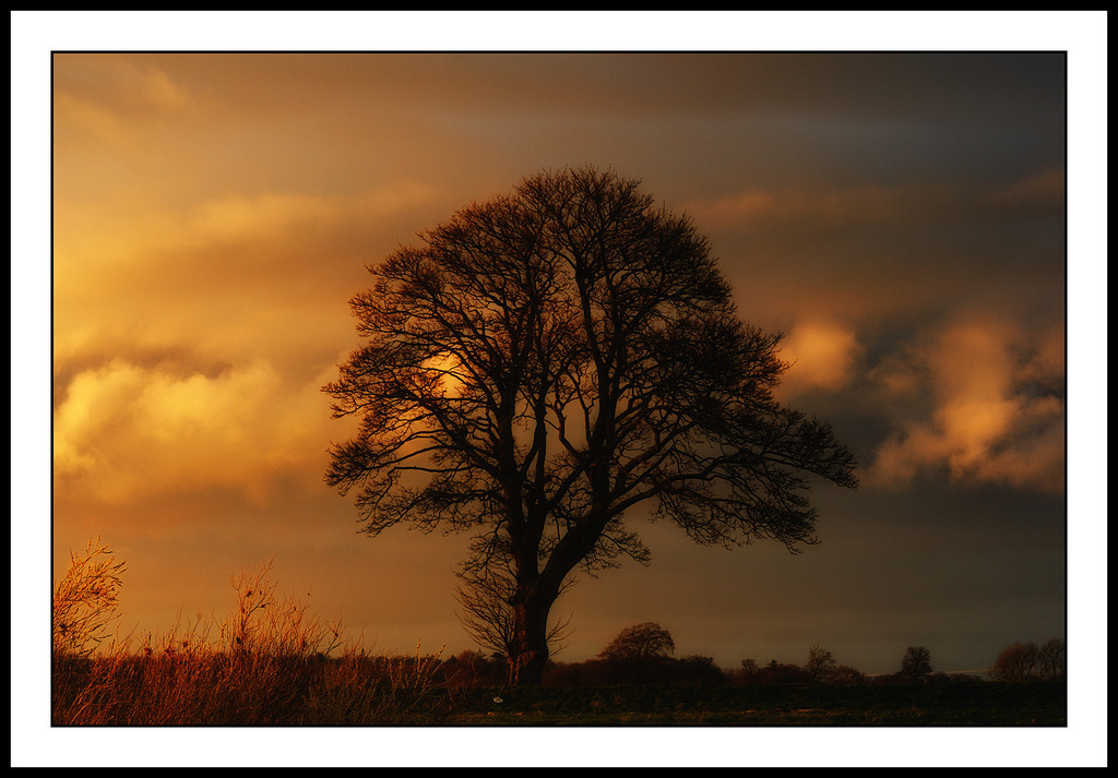 6-The-Gallows-Tree, from dearscotland.com | Gallows